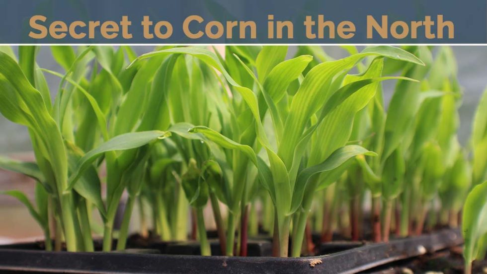 Off Grid Garden Archives - Sustainable Preparedness